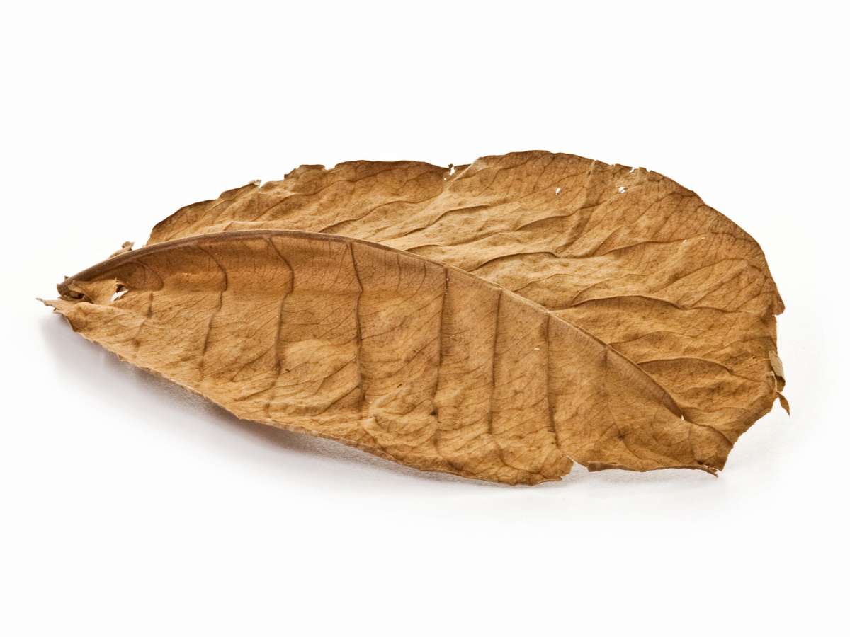 Indian Almond leaves into Aquarium | GARNELENHAUS