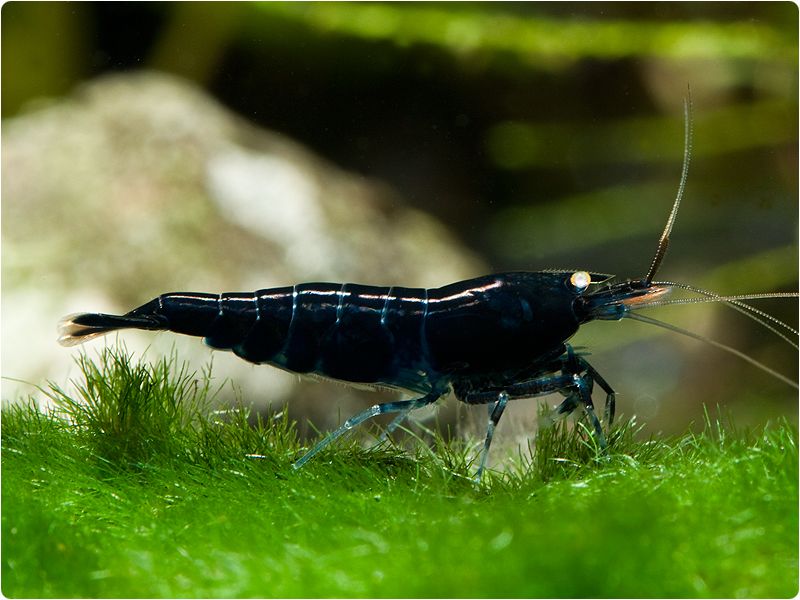 Blue Freshwater Shrimp