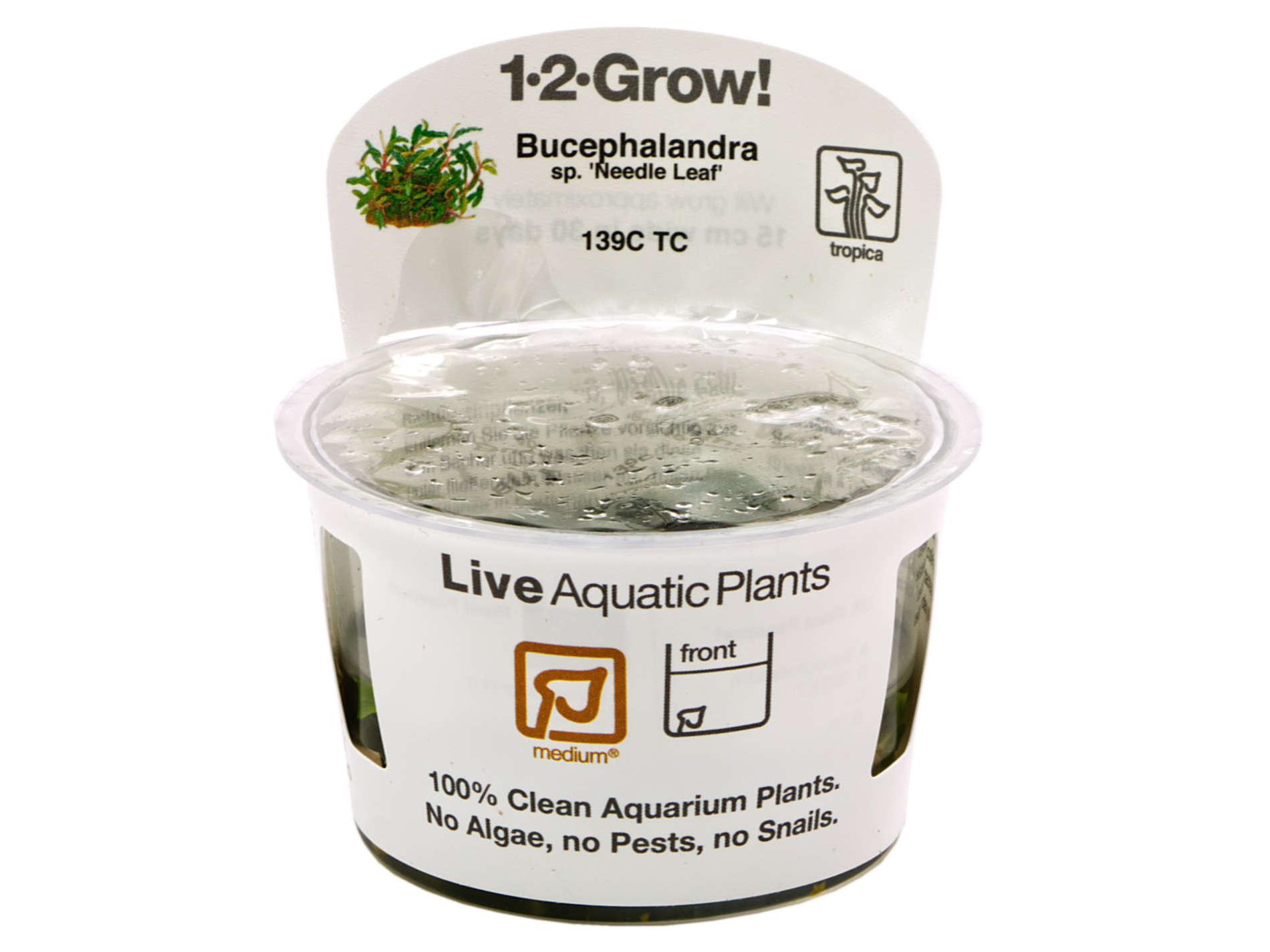 Tropica Bucephalandra sp. 'Needle Leaf' 1-2-Grow! | GARNELENHAUS