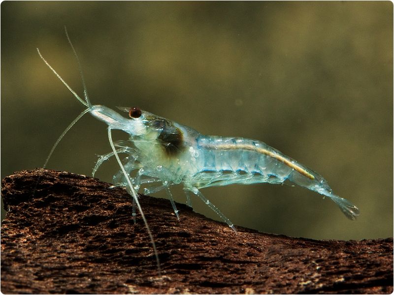 Blue Freshwater Shrimp