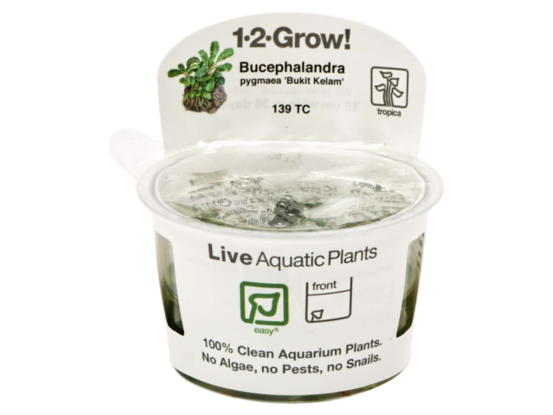 Tropica Bucephalandra pygmaea 'Bukit Kelam' 1-2-Grow! | GARNELENHAUS