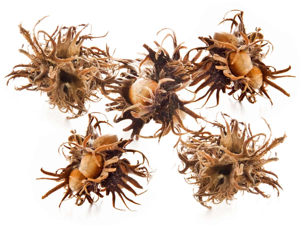 Turkish hazel husk | GARNELENHAUS