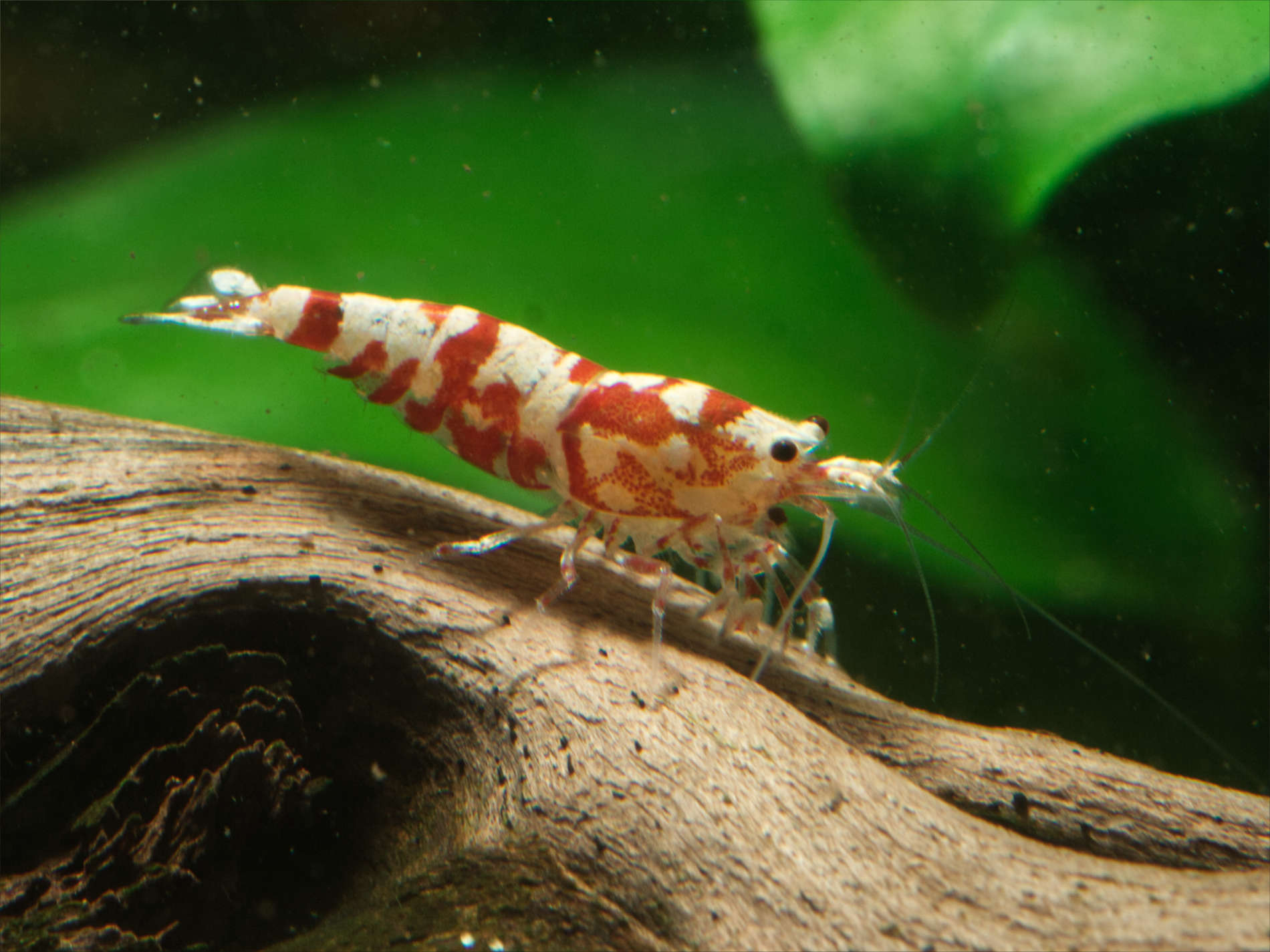 Red Fancy Tiger Dwarf Shrimp GARNELENHAUS red-fancy-tiger-dwarf-shrimp-garnelenhaus