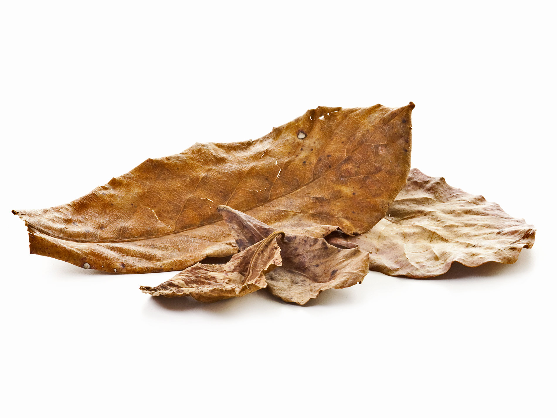 Indian Almond leaves into Aquarium | GARNELENHAUS