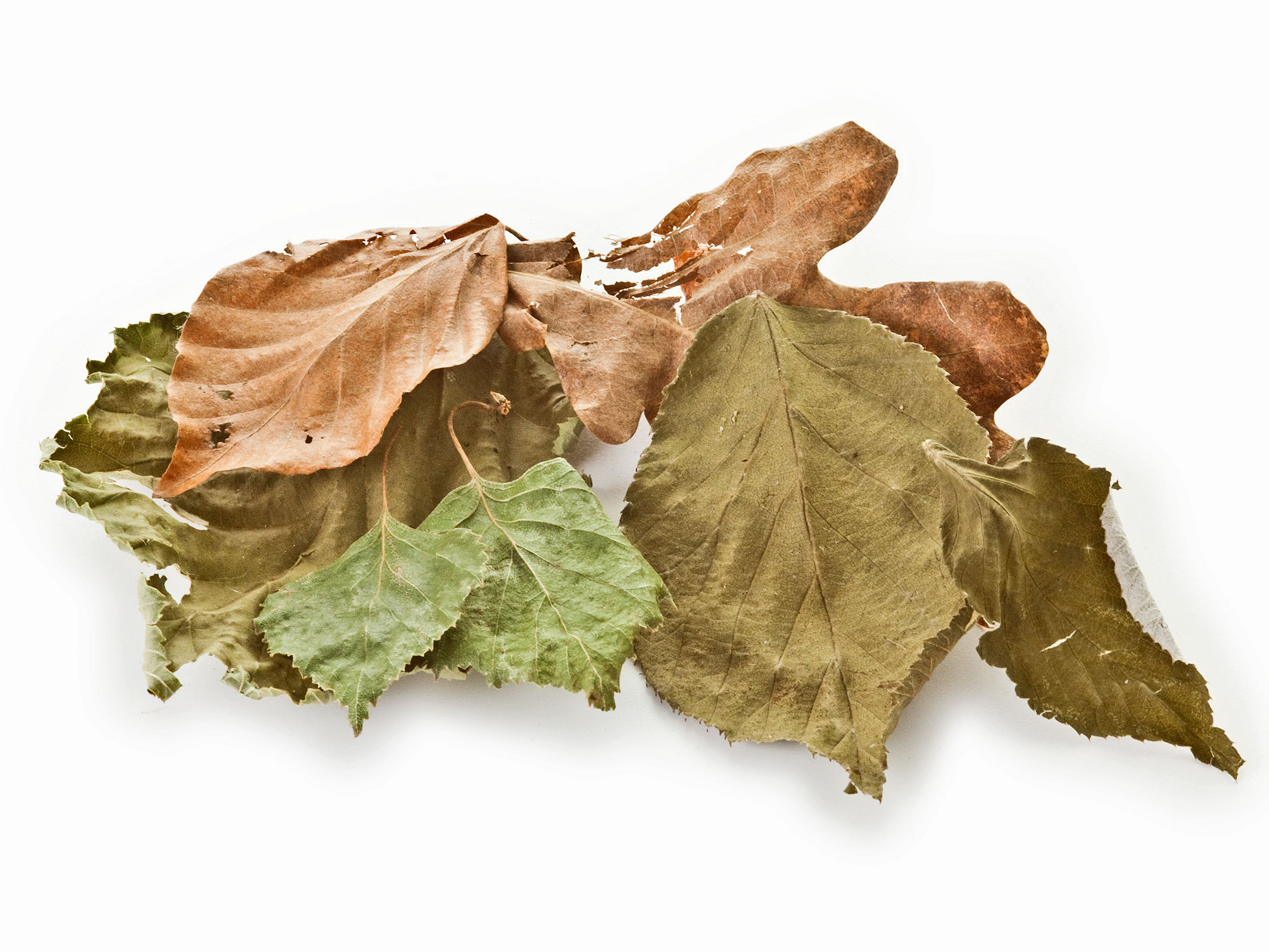 Set - 6-pack leaves mix | GARNELENHAUS