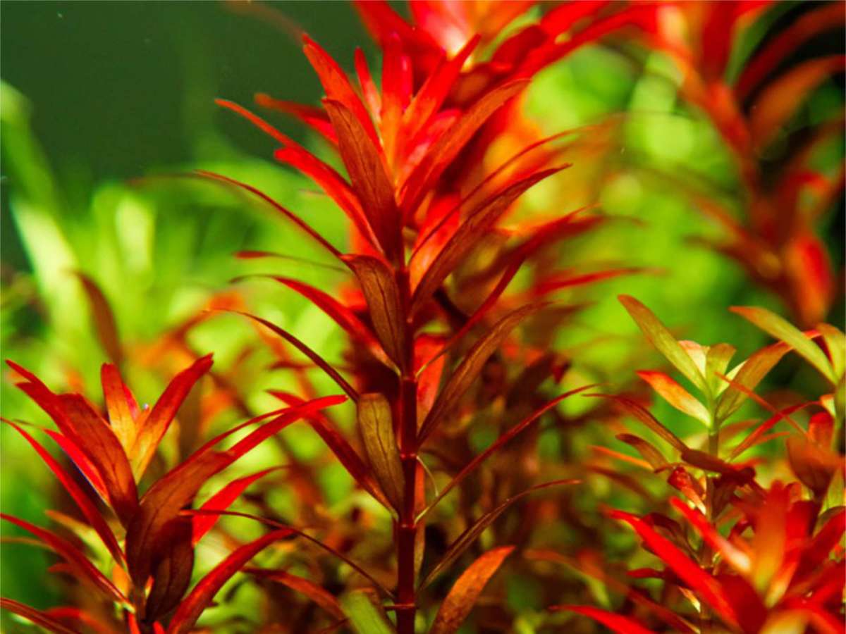 Tropica Rotala rotundifolia 'Blood Red' 1-2-Grow! | GARNELENHAUS