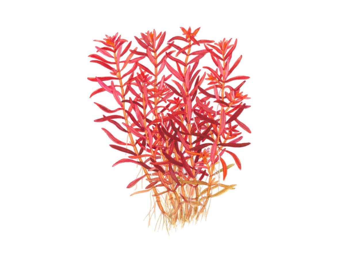 Tropica Rotala rotundifolia 'Blood Red' 1-2-Grow! | GARNELENHAUS