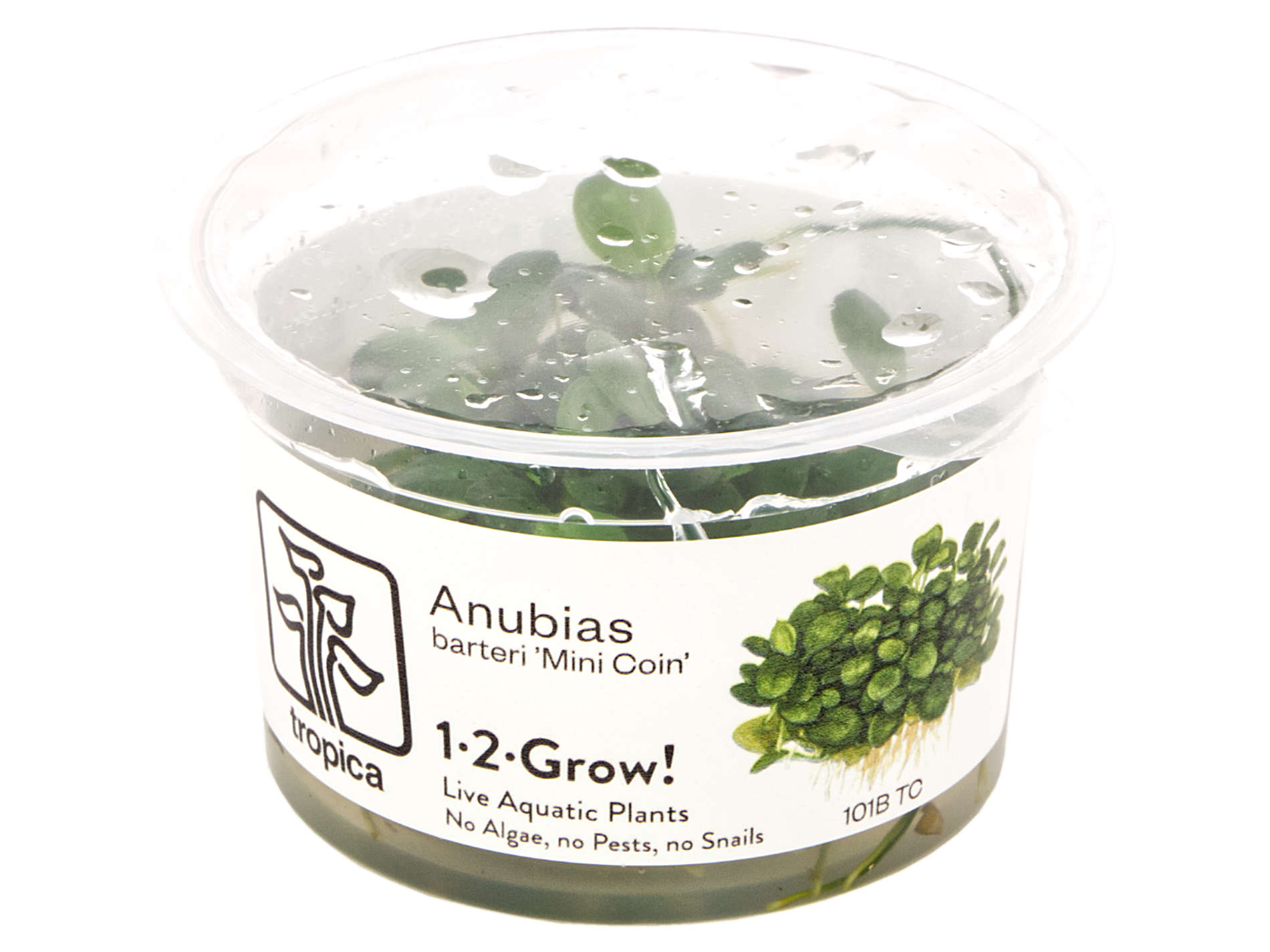 Tropica Anubias barteri 'Mini Coin' 1-2-Grow! - Aquarium plant ...